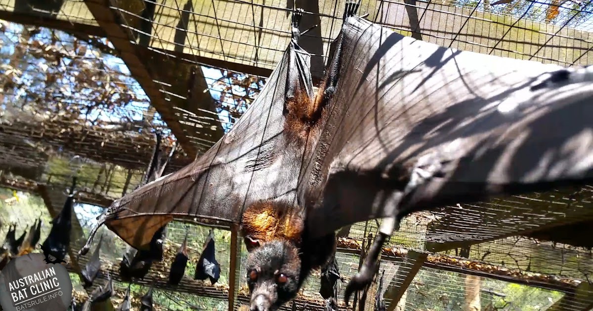 Megabats rescued in care getting some sun Flying-foxes Fruit Bats