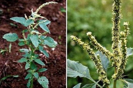 Tumbuhan Bayam dan Jenis-jenisnya