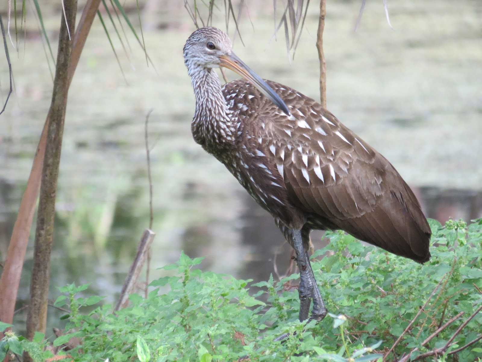 Viewing nature with Eileen: Limpkin