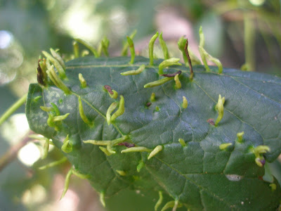 JSH's Visual Slushpile: Maple Spindle Gall