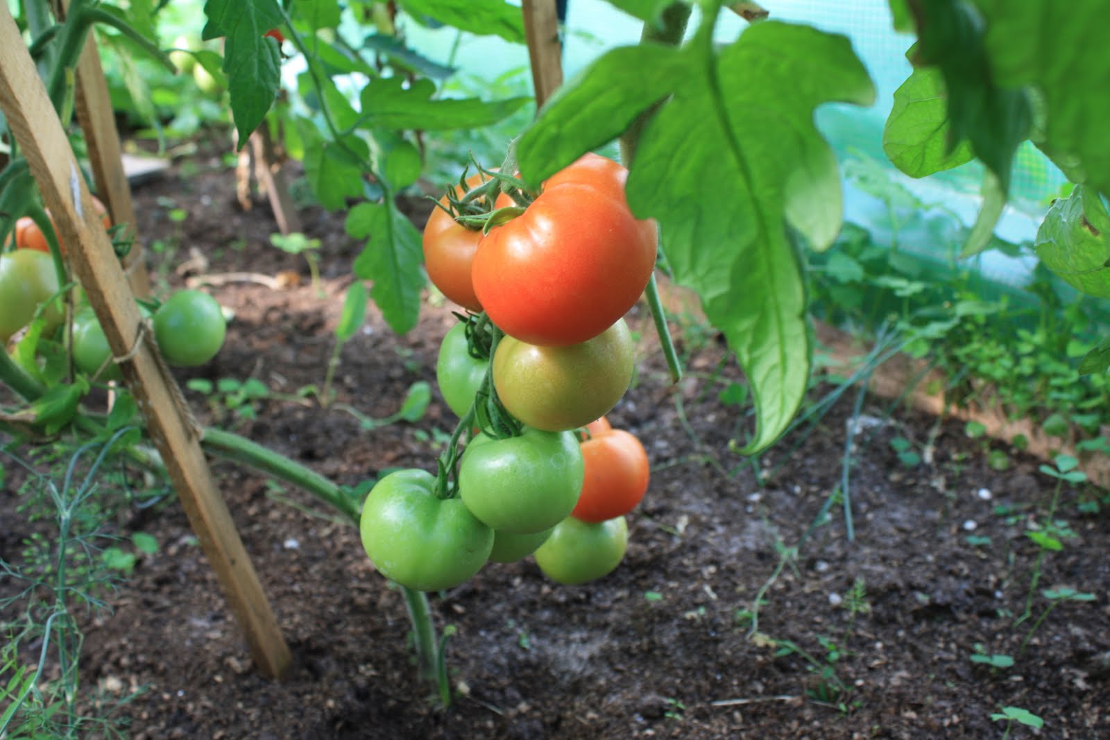 Roheline märkmik: Tomatid