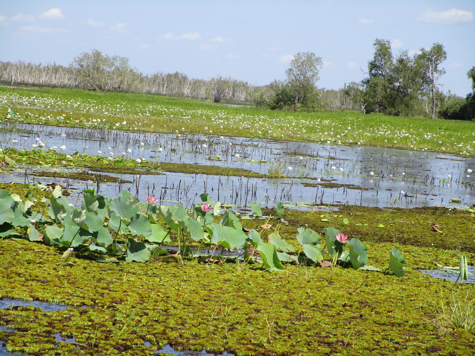 Wetlands, Kakadu National Park, NT