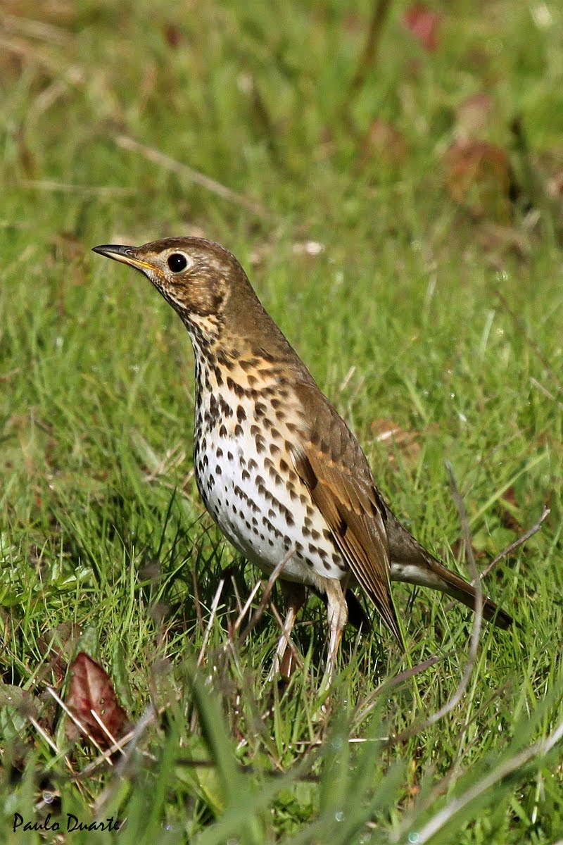 A arte de debicar: Tordo-comum ou Tordo-musical