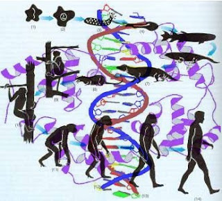 La Genética: Genética y Evolución