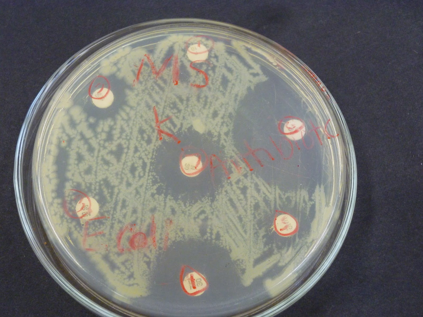 Medical Microbiology: November 8-10