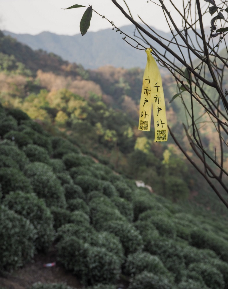 China: the tea fields of Longjing- the source of the best tea in China ...