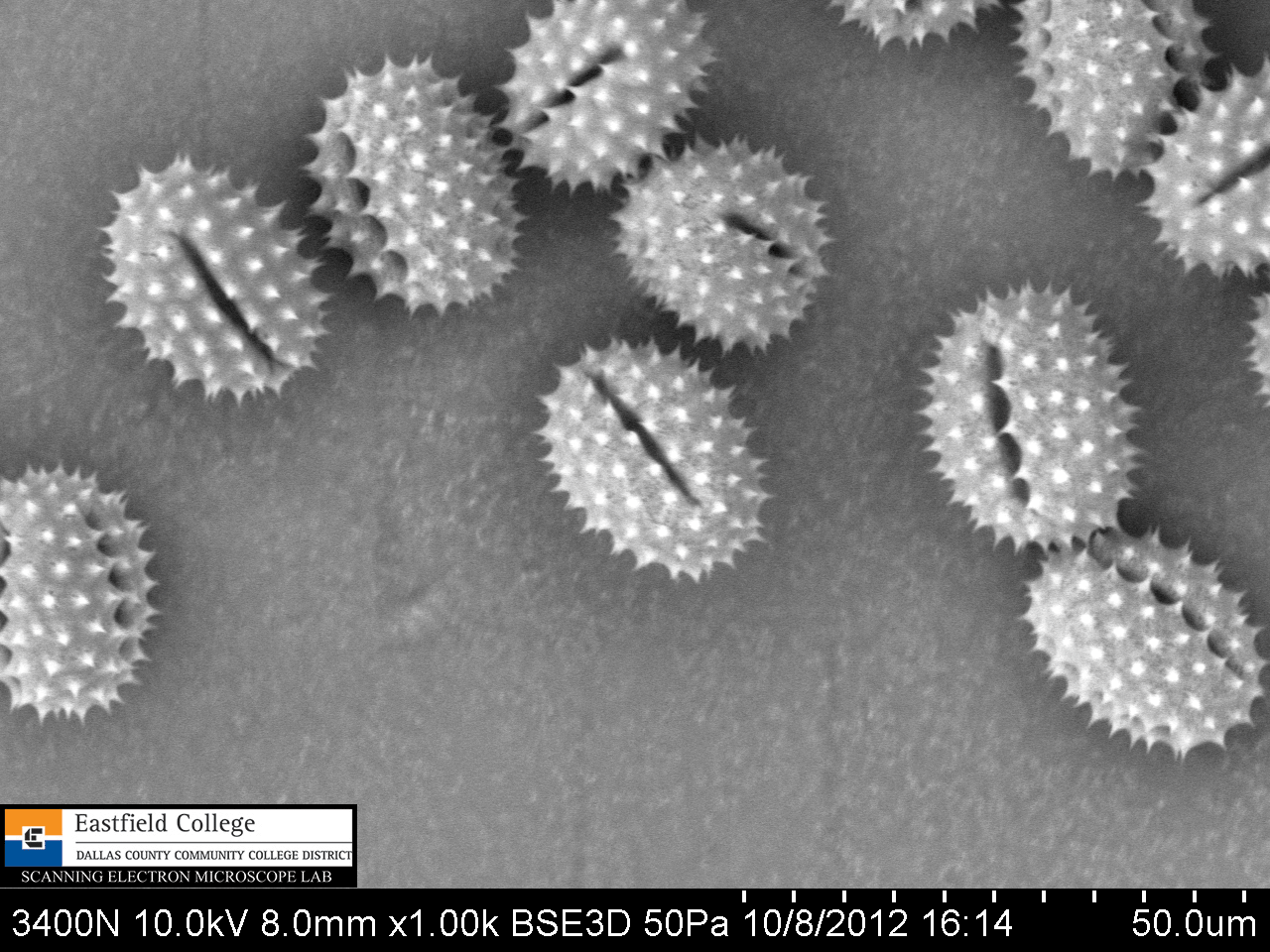 Scanning Electron Microscope Blog: My Favorite Harbinger of Fall