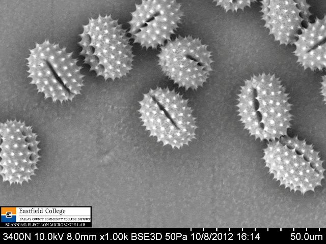 Scanning Electron Microscope Blog: My Favorite Harbinger of Fall