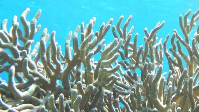 Jendela Penyuluhan Perikanan: PERLINDUNGAN BAMBU LAUT (Isis spp ...