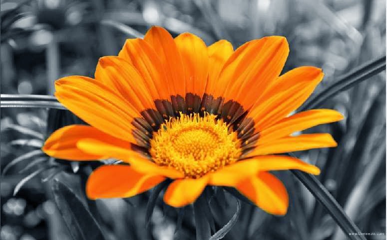 Tutorial Photoshop Efek Color Splash Hitam Putih | Psd48