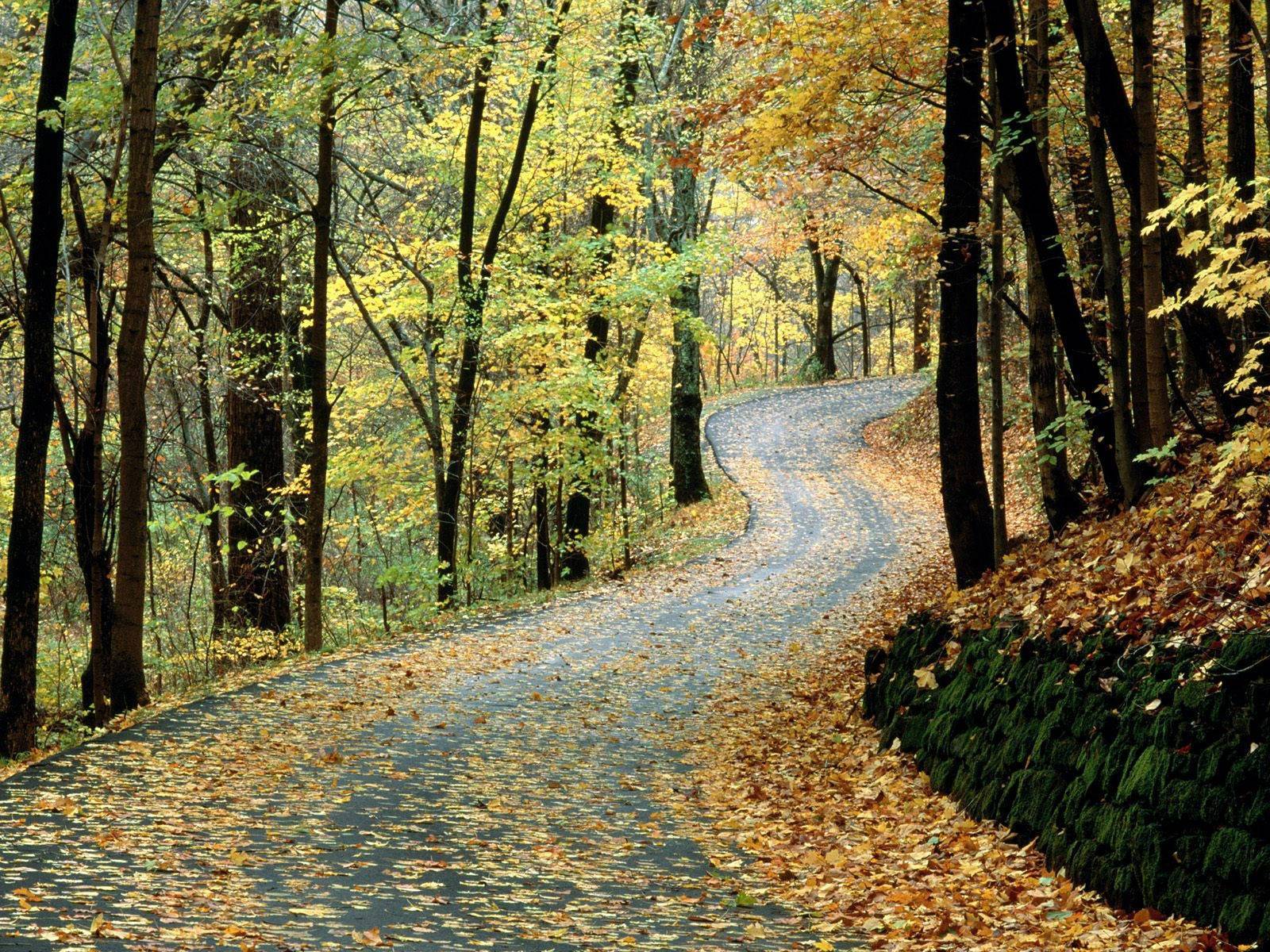 Autumn Road Wallpaper