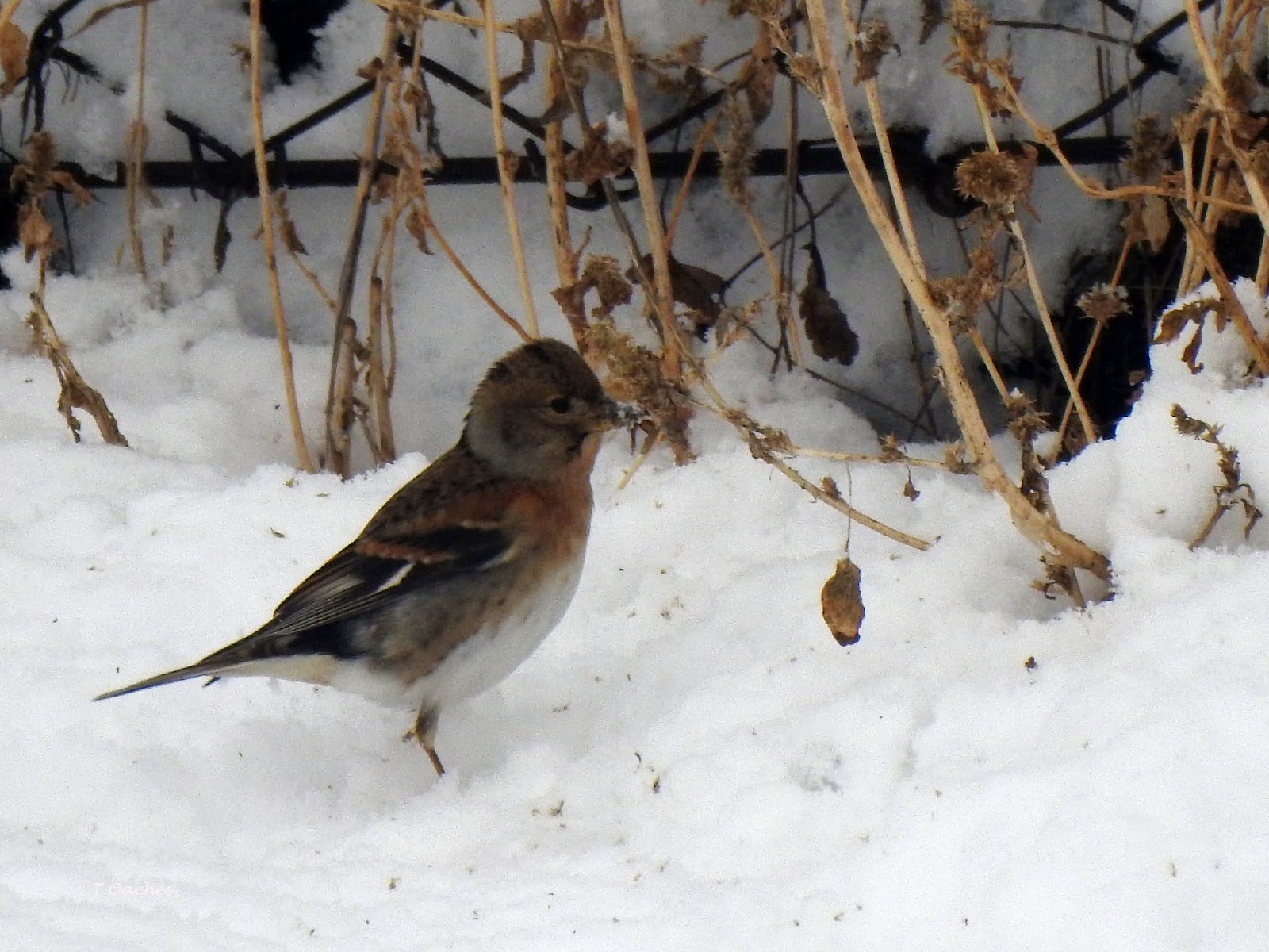 PASARI DIN ROMANIA: CINTEZA DE IARNA, Fringilla montifringilla
