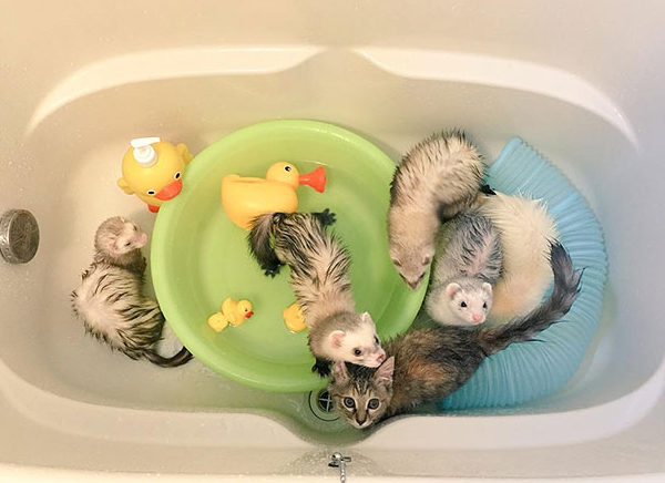White Wolf : Rescue Kitten Adopted By 5 Ferrets Thinks It’s A Ferret Too