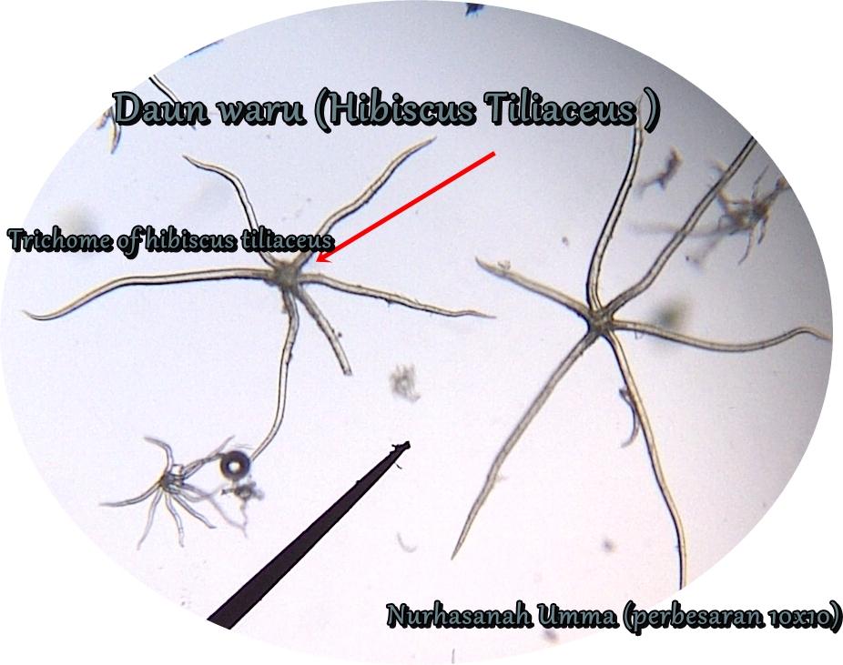 Umma Umeng: Trichome of Plant