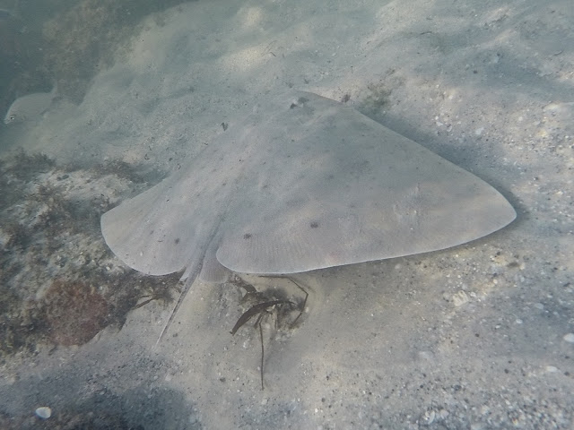 Sarasota Marine Organism Identification Guide: Smooth Butterfly Ray