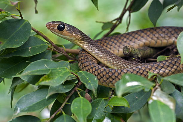 EKOGEO: JENIS-JENIS ULAR DARI SUKU COLUBRIDAE DI INDONESIA (BAGIAN 2)