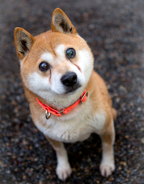 Shelter Dogs of Portland: "PERRY" super nice little blind Shiba Inu