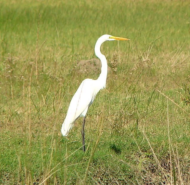 Imágenes de Pájaros: Garzas