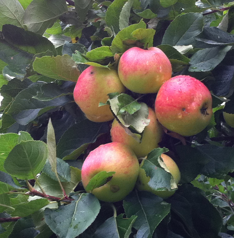 Vilt og vakkert: Røde, herlige epler med hus til salgs!