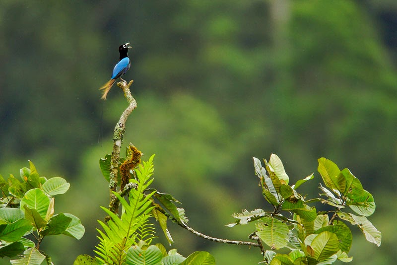 Soldier's Task: Animal Kingdom: Blue Bird of Paradise (Paradisaea rudolphi)