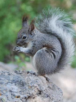 Abert's Squirrel