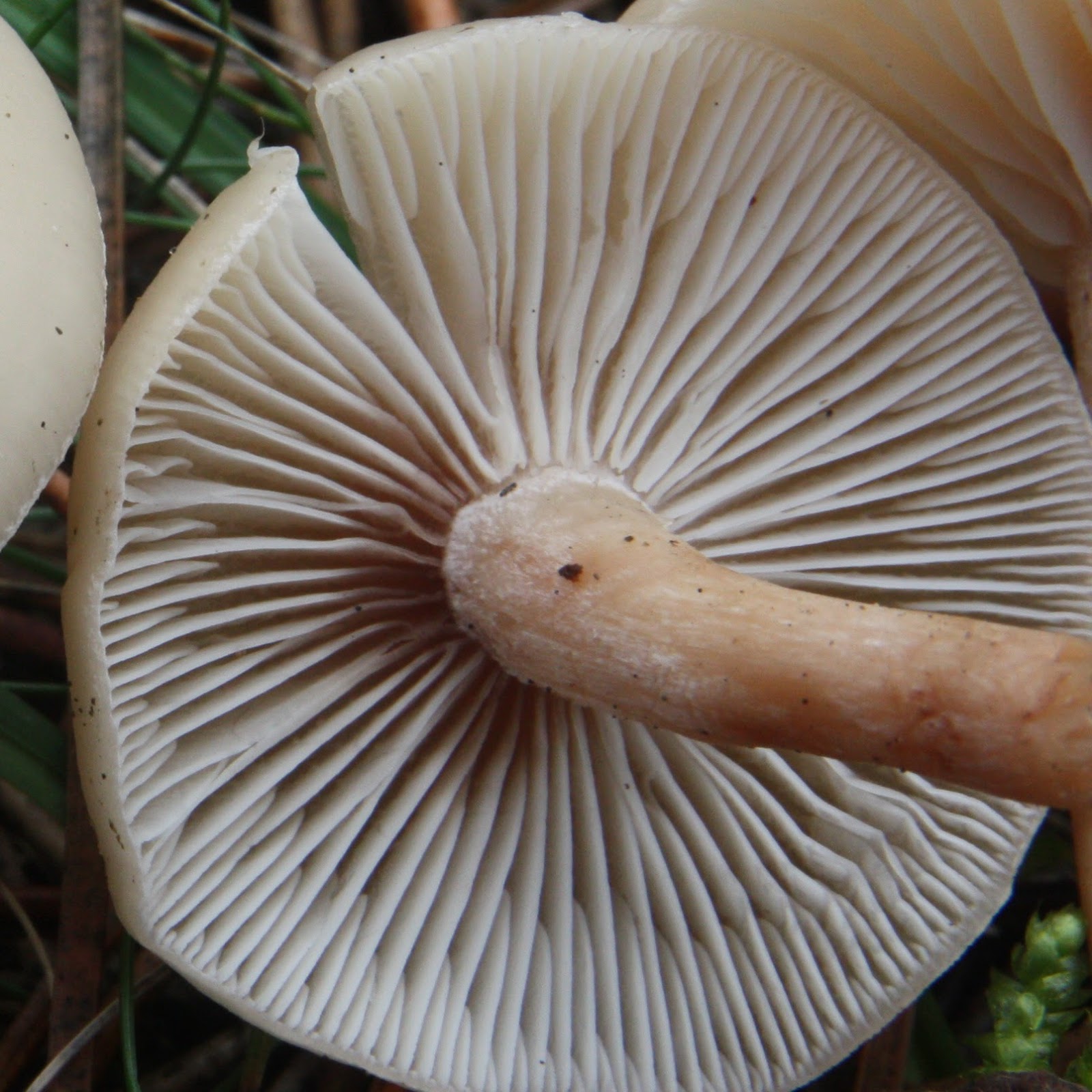 Guía de Setas y Hongos de Navarra.: Clitocybe diatreta (Fr ex Fr)Kum
