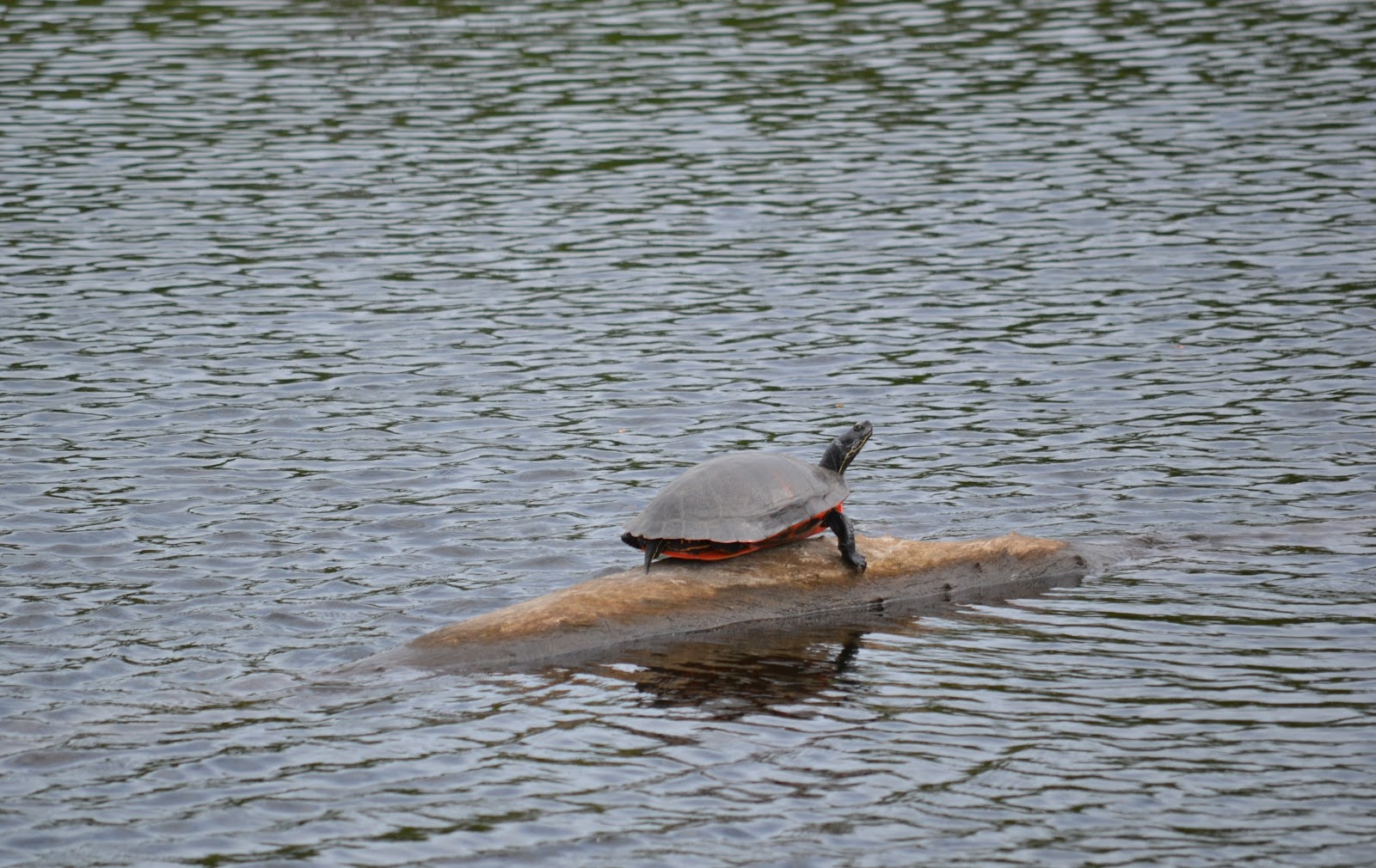 It's All About Purple: Turtles...