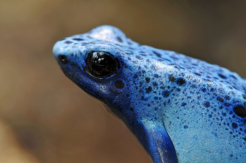 best photos 2 share: Cool Frog Pictures