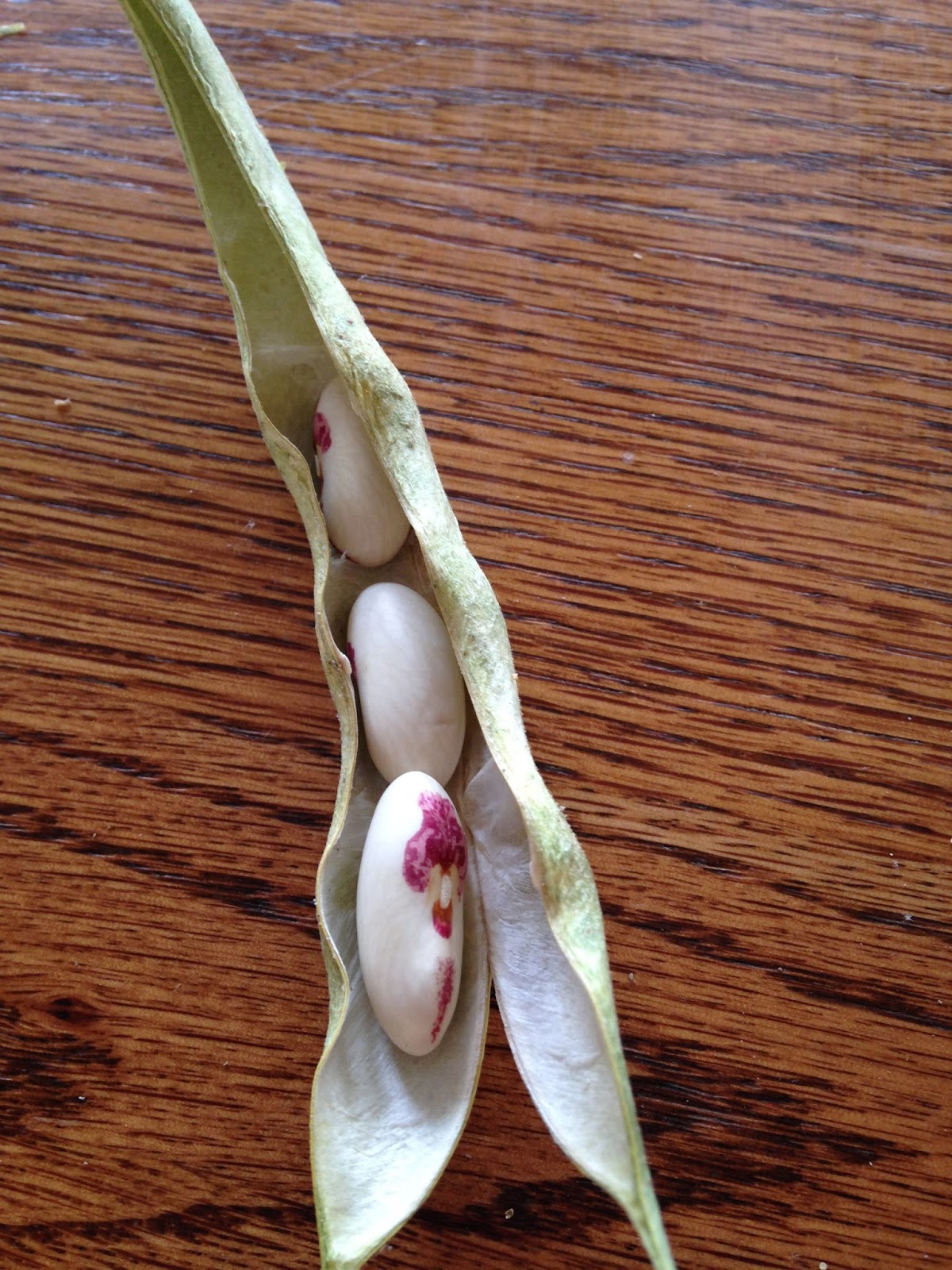 my family prepared: How to Save Bean Seeds {Tutorial}