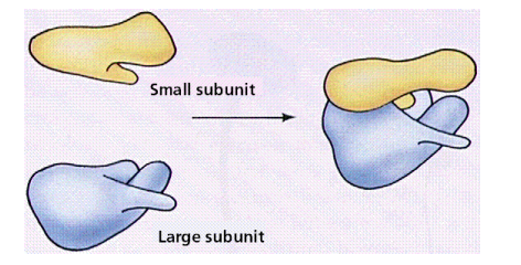 Komponen Sel Eukariotik dan Fungsinya (Nukleus dan Sistem Endomembran ...