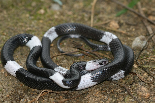 Ular Asli Indonesia: Ular Cicak (Lycodon subcinctus)