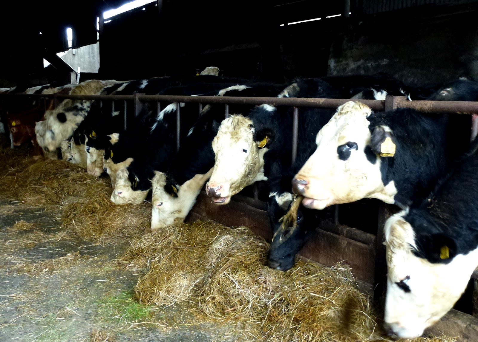 Paddy's Wagon: Walking in the Footsteps of my Ancestors [Part 1]