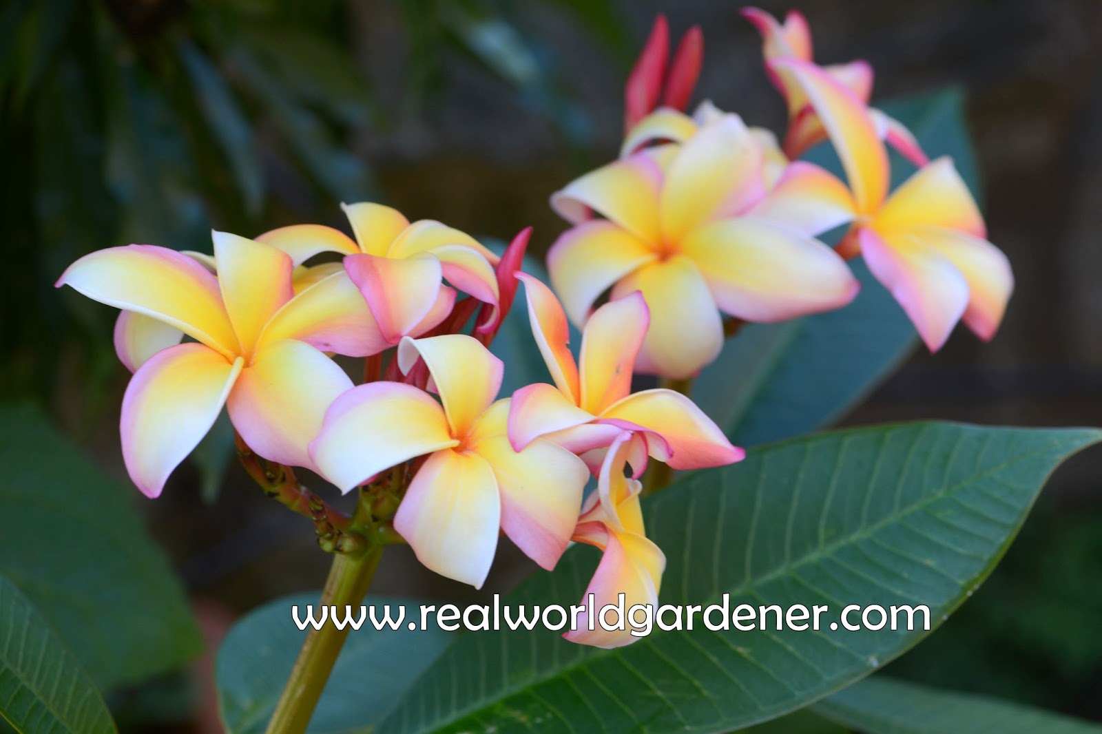 Real World Gardener: Fantastic Frangipani
