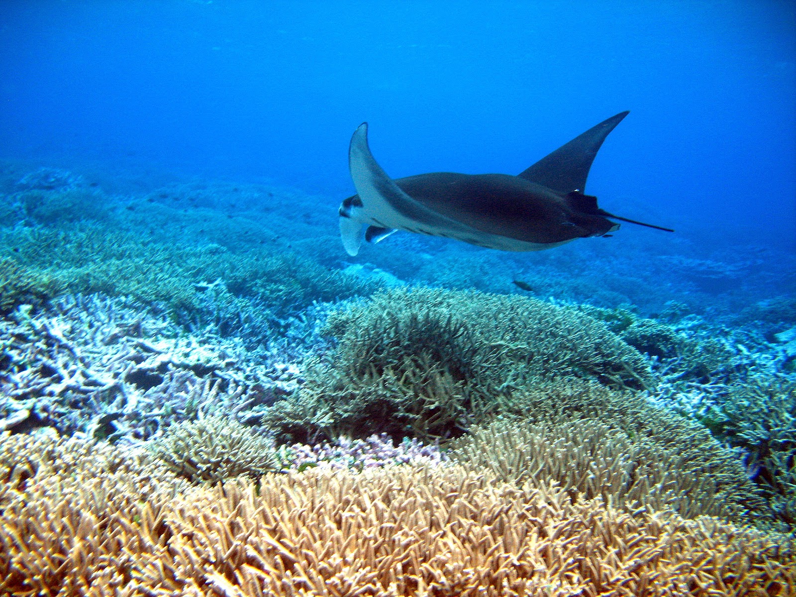 NOAA Coral Reef Ecosystem Division – Mission Blog: From Jarvis Island ...