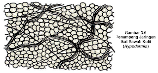 3 Lapisan Struktur Kulit : Kulit Ari (Epidermis), Kulit Jangat (Dermis ...