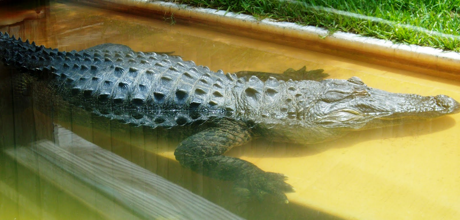 ZooZooReview: Gatorland Zoo