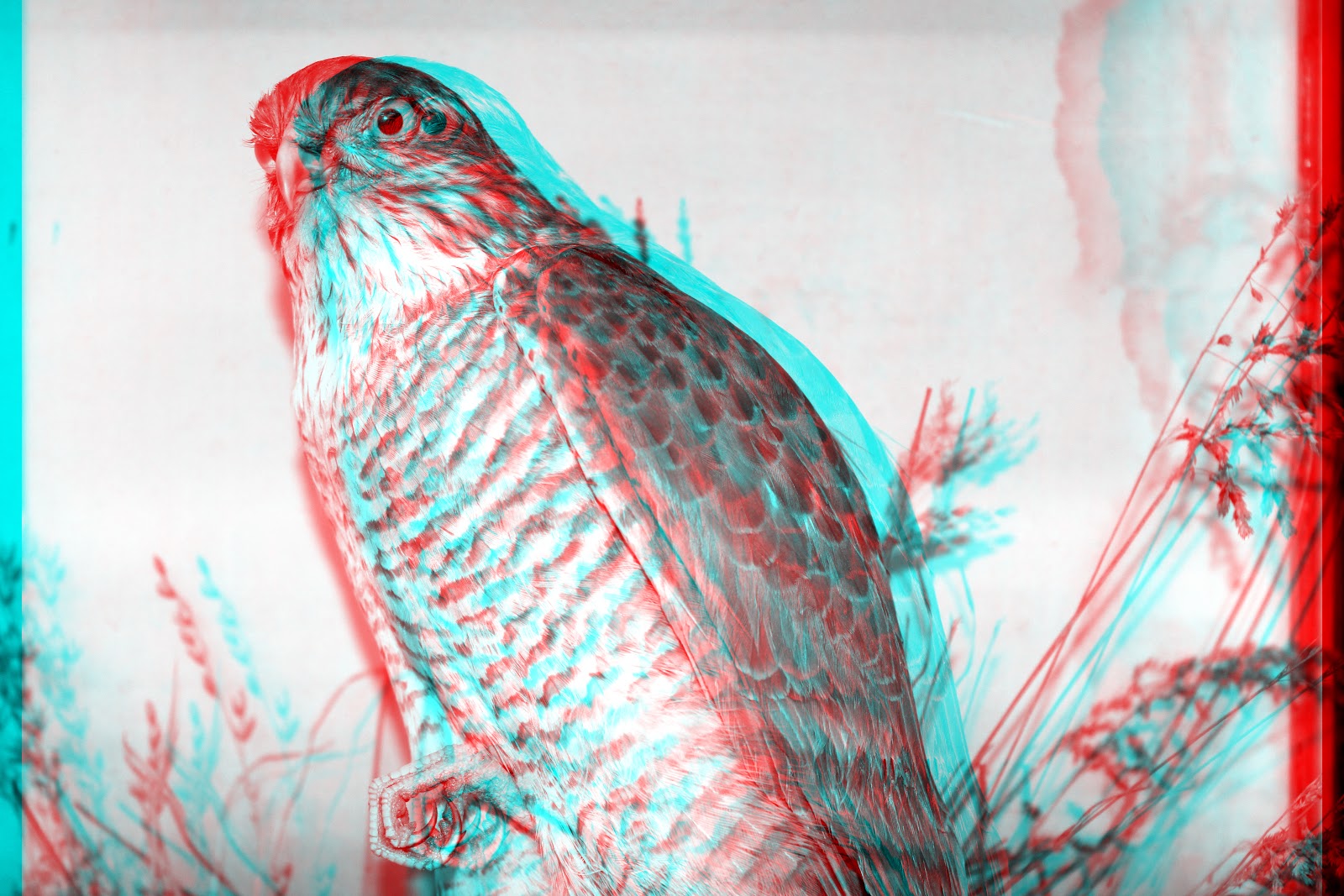 LibbyLangranA2Photography: 3D photography experiments inspired by Brad ...