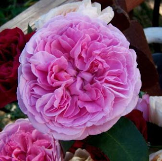 504 Main by Holly Lefevre: A Little CA Grown Magic...ROSES!