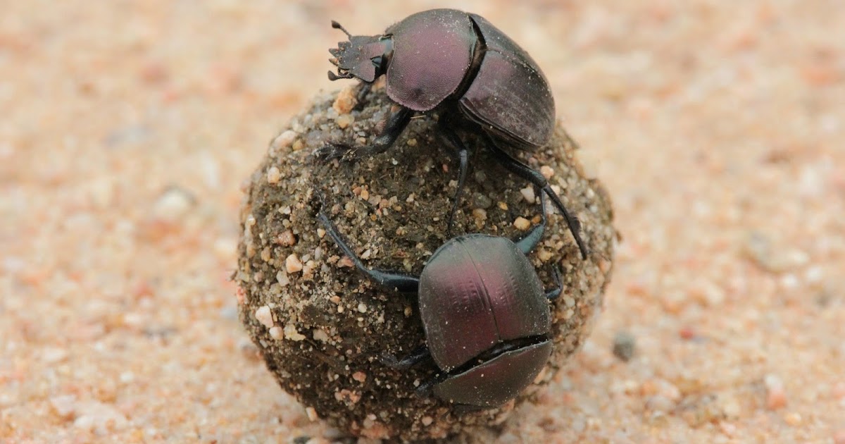 Boskindjie: Fascinating Dung Beetles