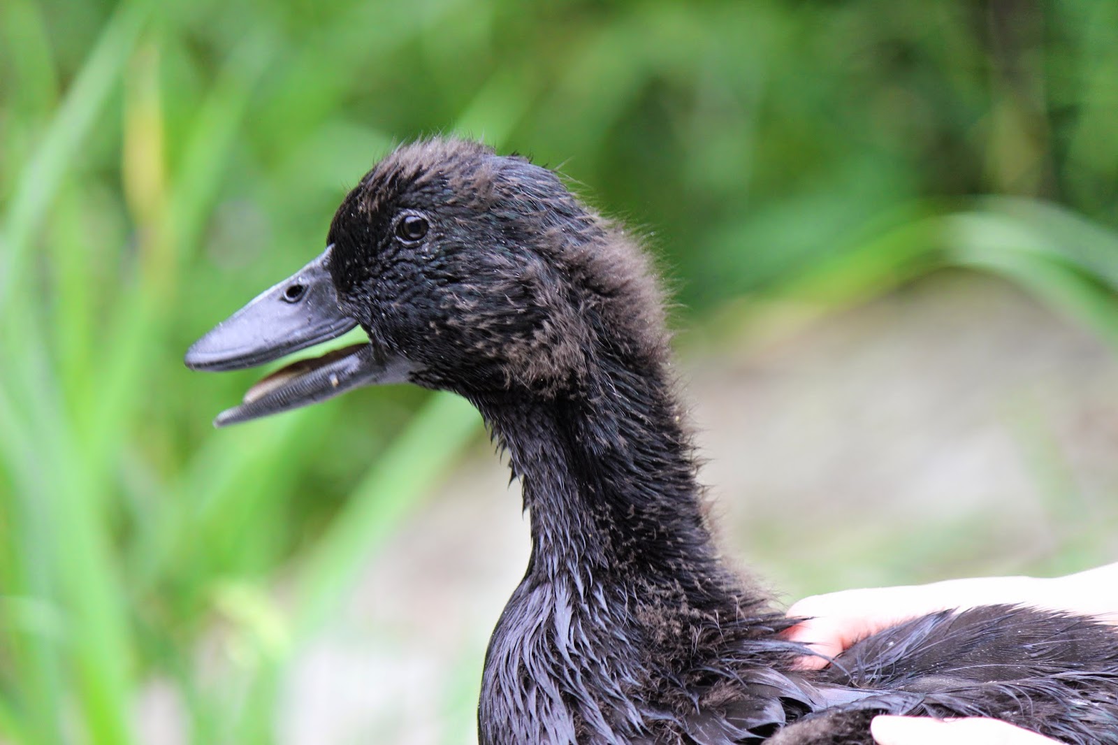 Raising Chickens: Ducklings!