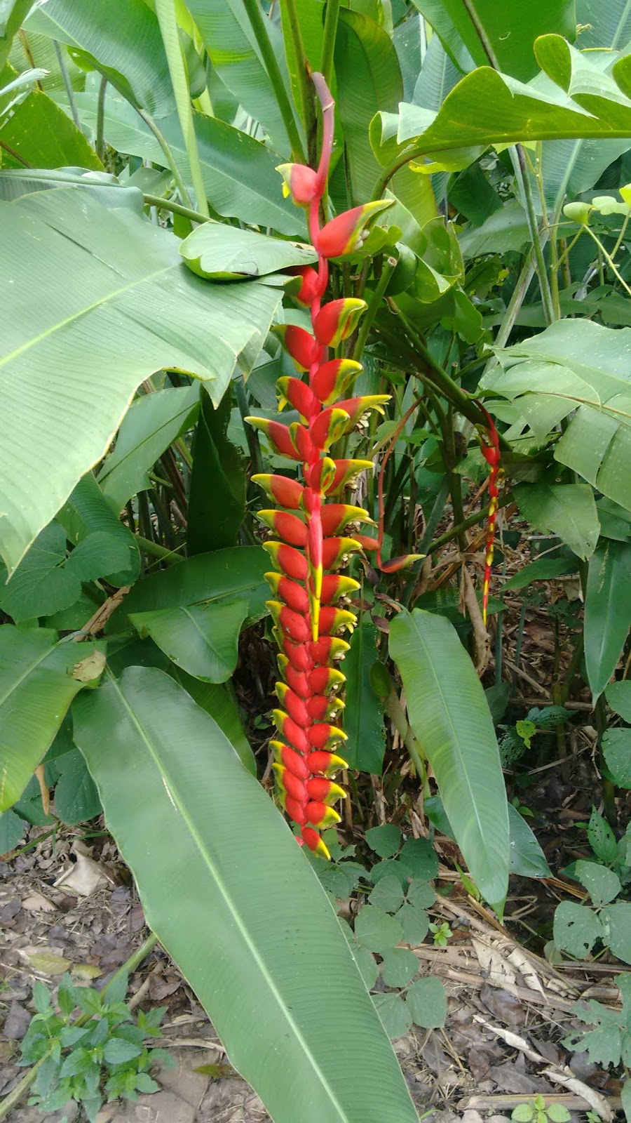 RosaBio: Helicônia rostrata