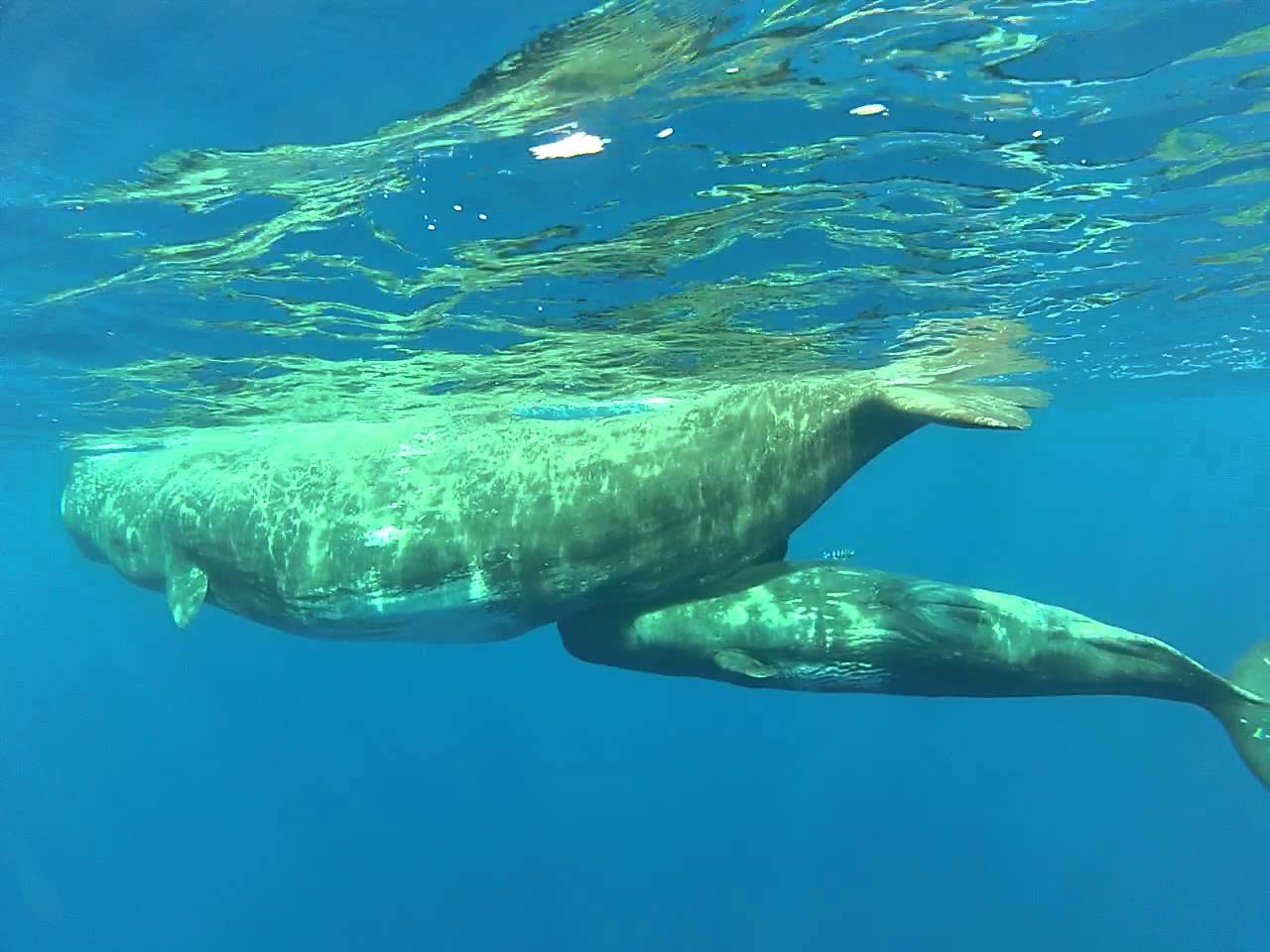 Baleia Cachalote (Physeter macrocephalus)