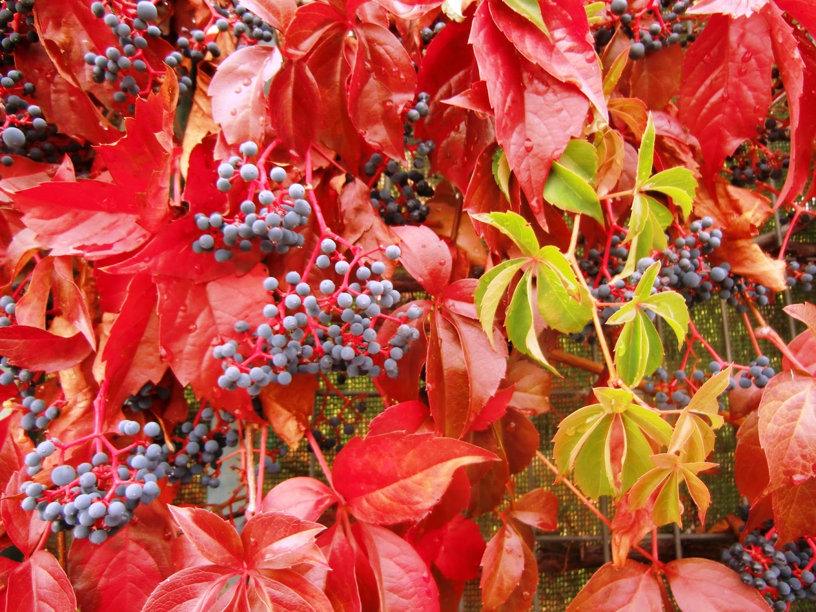 Plantas de Huerta Otea, Salamanca: Parra de Virginia, para virgen ...