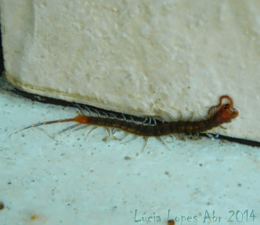 Insetologia - Identificação de insetos: Lacraia no Rio de Janeiro