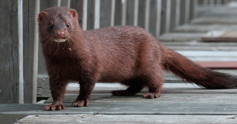 De repente, un extraño. Especies invasoras en la fauna ibérica (2)