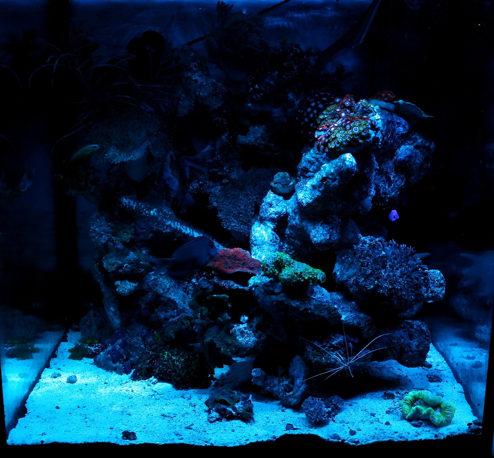 Howard`s Reef: Soft Coral Cube