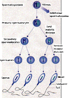 SPERMATOGENESIS ~ Human's Development