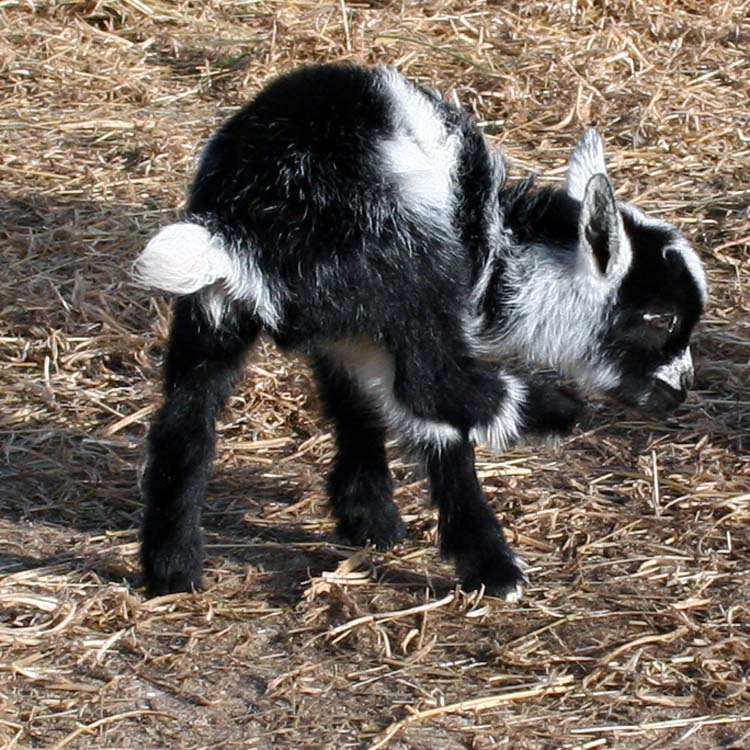 The Maaaaa of Pricilla: Little Jim Comes Down to the Goat Pen