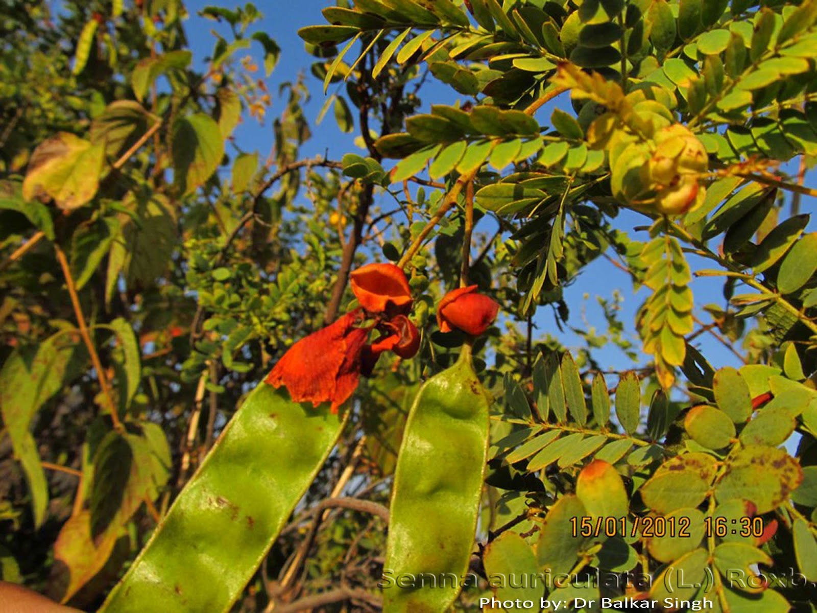 Medicinal Plants: Senna auriculata Cassia auriculata Tangedu Avaram Tarwar