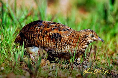 Laberinto en extinción: Tinamú enano (Taoniscus nanus)